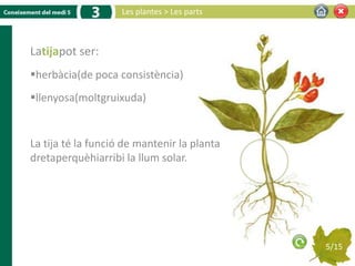 Les plantes | PPTX
