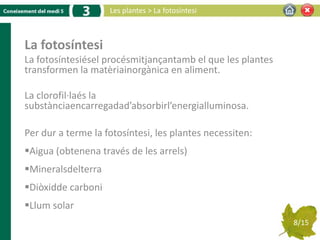 Les plantes | PPTX