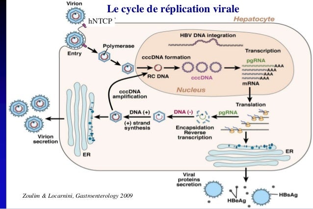 Zoulim vhb du16