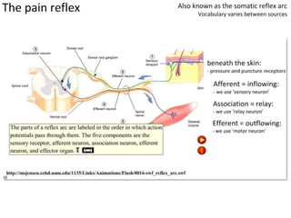 E1 Stimulus And Response | PPTX