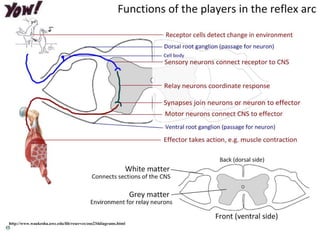 E1 Stimulus And Response | PPTX