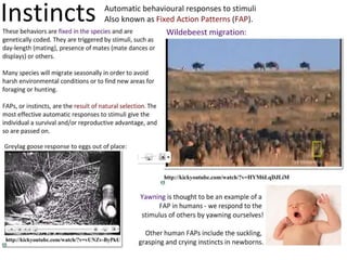 E1 Stimulus And Response | PPTX