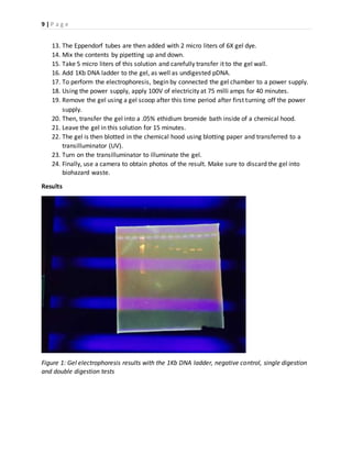 Examples of Qualifying Techniques- Affinity Chromatography, SDS-Page ...