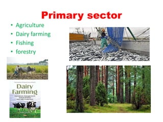 E2 Sectors of Indian Economy 1.pptx.pdf ssst | PPT