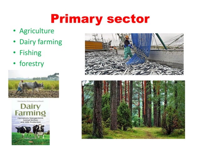 E2 Sectors of Indian Economy 1.pptx.pdf ssst | PPT