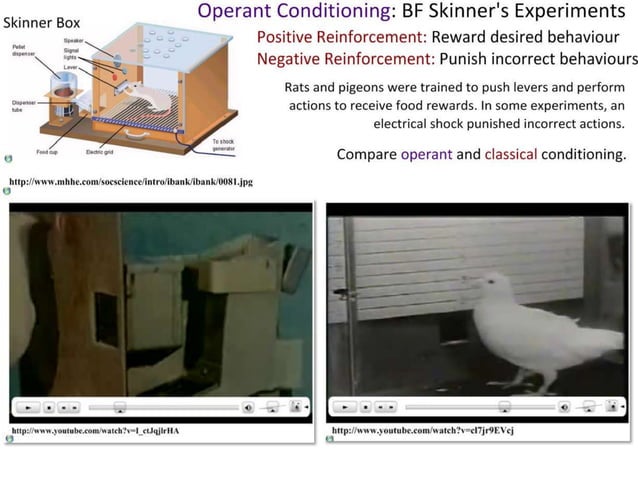 E3 Innate And Learned Behaviour | PPTX | Birdwatching | Hobbies & Interests