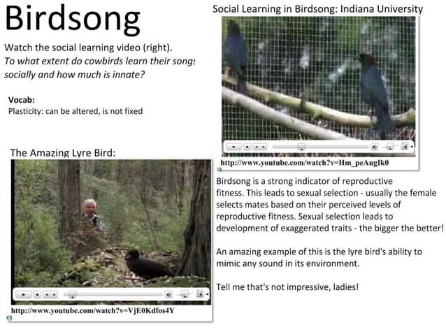 E3 Innate And Learned Behaviour | PPTX | Birdwatching | Hobbies & Interests