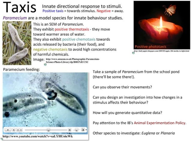 E3 Innate And Learned Behaviour | PPTX | Birdwatching | Hobbies & Interests