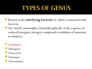 Nitrobacteriaceae & Pseudomonas | PPT