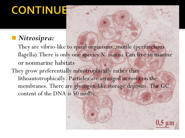 Nitrobacteriaceae & Pseudomonas