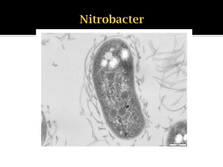 Nitrobacteriaceae & Pseudomonas
