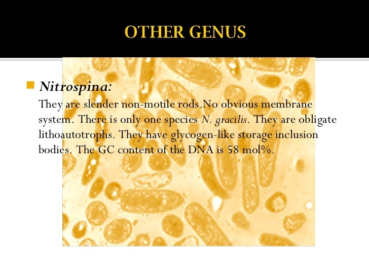 Nitrobacteriaceae & Pseudomonas