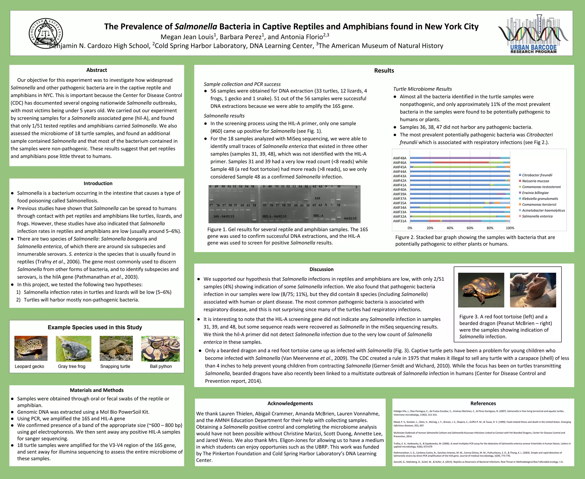 Salmonella Poster | PDF