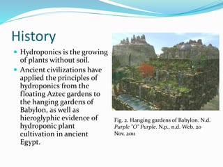 Hydroponics | PPTX