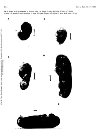 z96-251 Fetal Development in Wolves | PDF