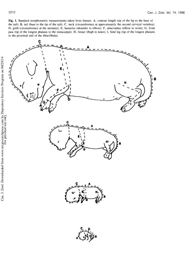z96-251 Fetal Development in Wolves