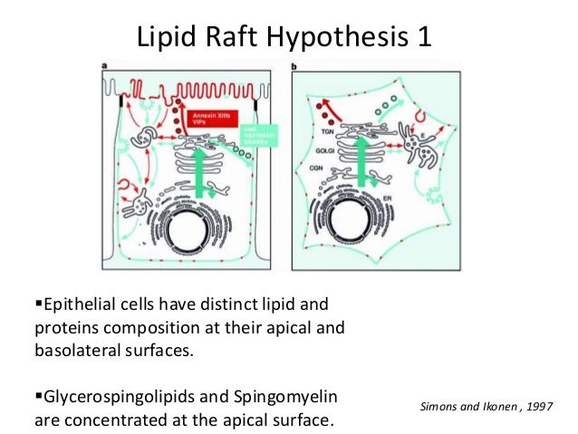 lipid rafts