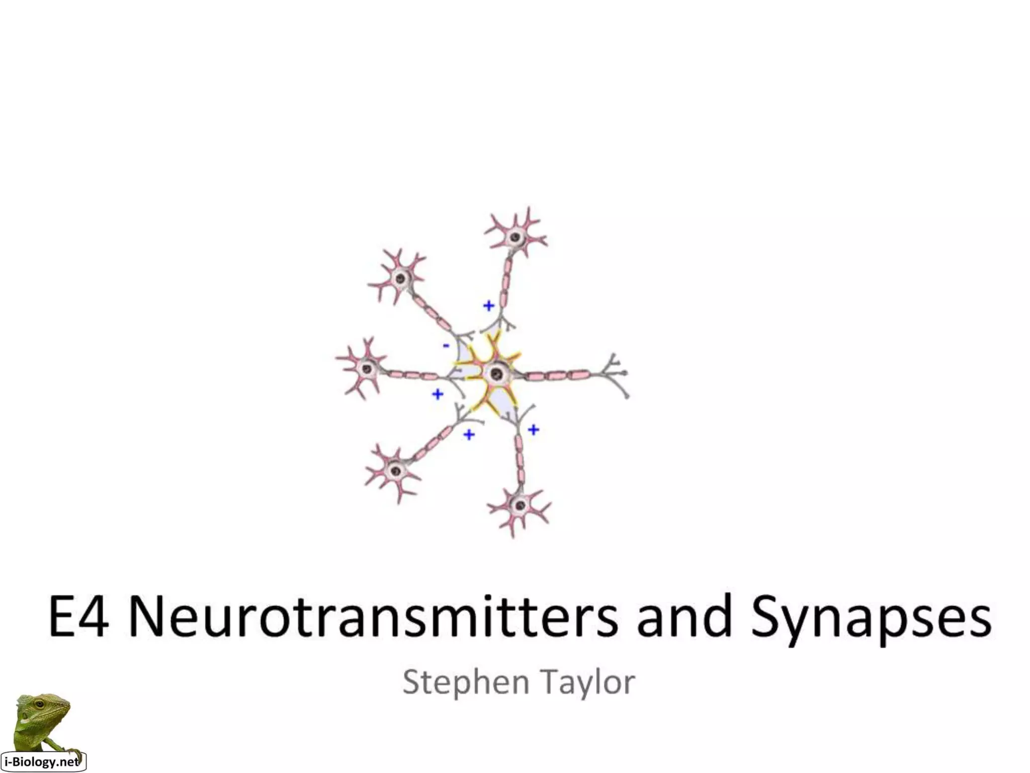 E4 Neurotransmitters And Synapses | PPT