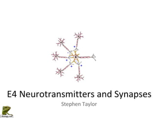 E4 Neurotransmitters And Synapses | PPT