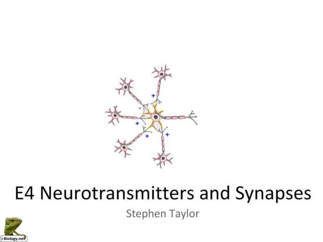 E4 Neurotransmitters And Synapses | PPT