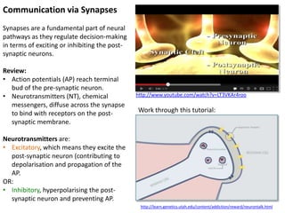E4 Neurotransmitters And Synapses | PPT