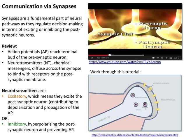 E4 Neurotransmitters And Synapses | PPT