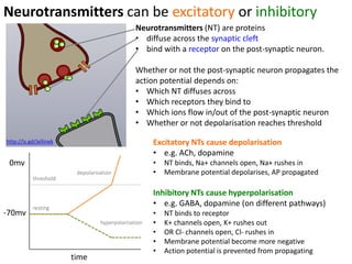 E4 Neurotransmitters And Synapses | PPTX