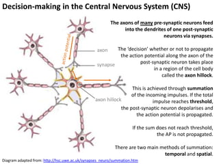 E4 Neurotransmitters And Synapses | PPT