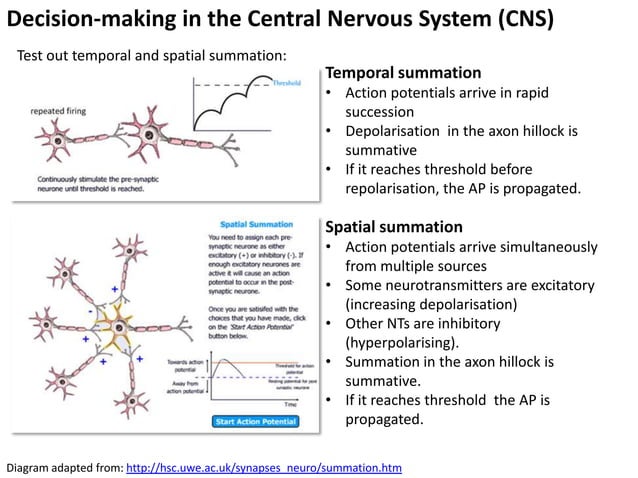 E4 Neurotransmitters And Synapses | PPT