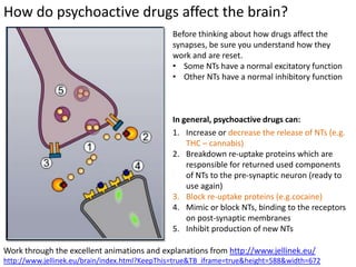 E4 Neurotransmitters And Synapses | PPT