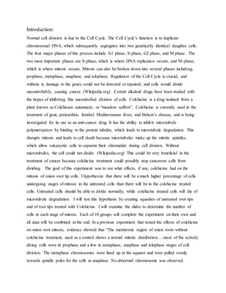 Disruption of Mitosis in Onion Lab Report | DOCX