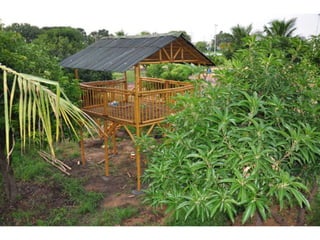 Bamboo Structure on Elevated Platform | PPT