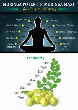 Moringa - E-brochure | PDF