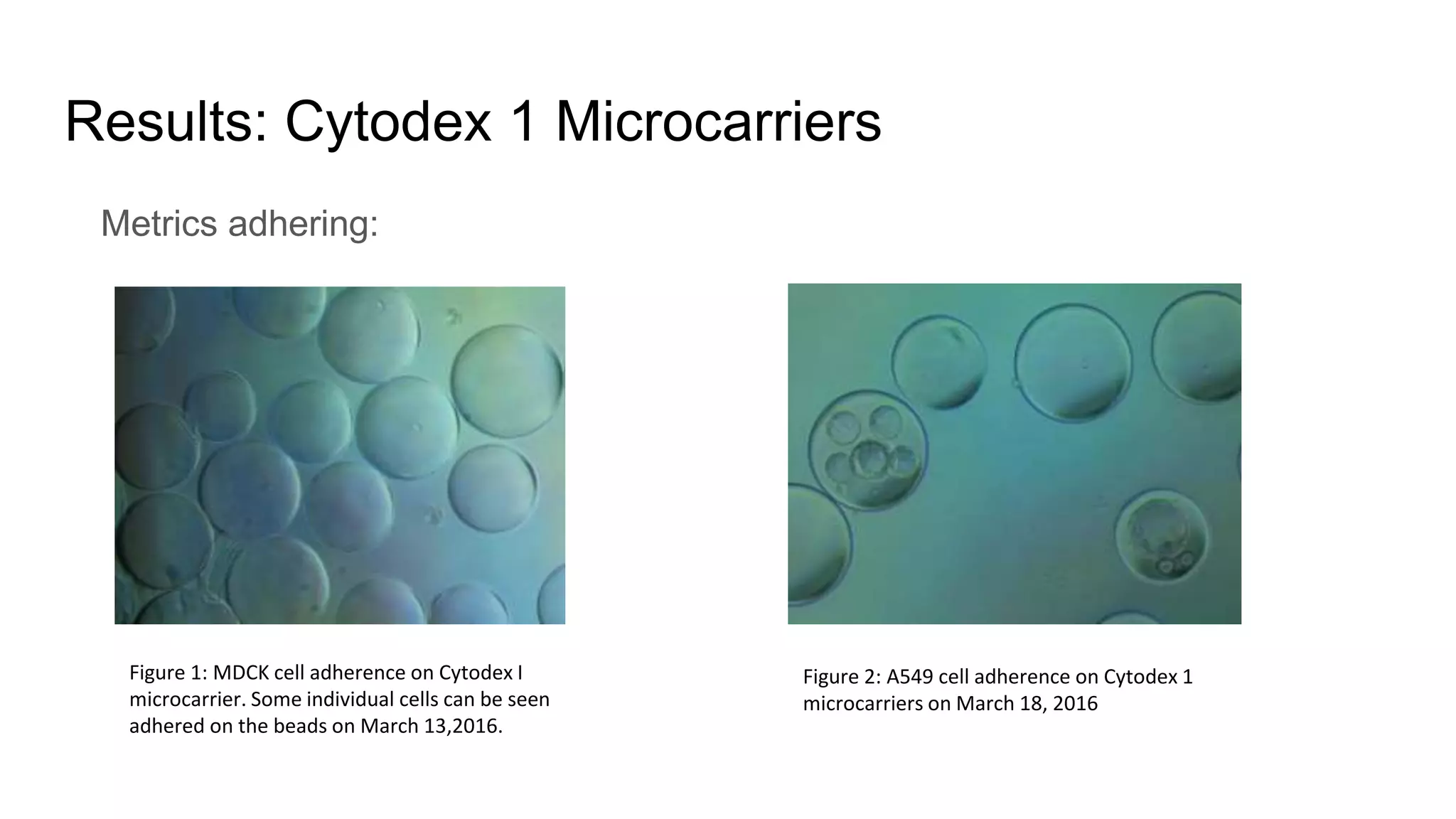 VERO Bioreactor Cell Culture and Vaccine Production 4TR1- Capstone ...
