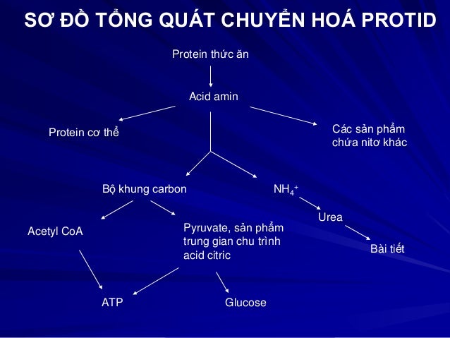 Chuyển hóa protein 1