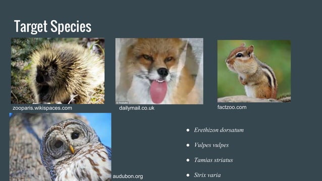 Wildlife Presentation | PPT