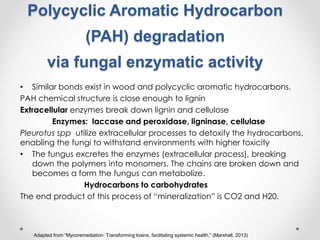 current final envs ppt | PPT