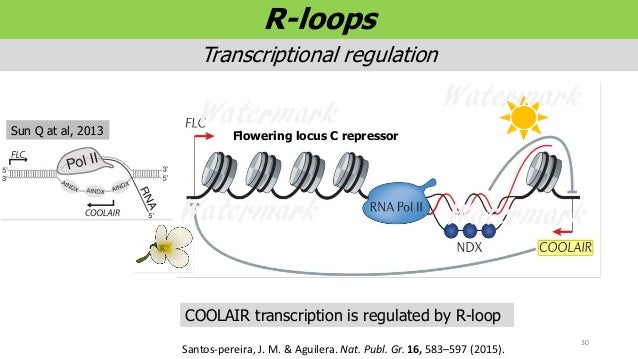 R_loops_presentation_v4.0