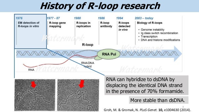R_loops_presentation_v4.0