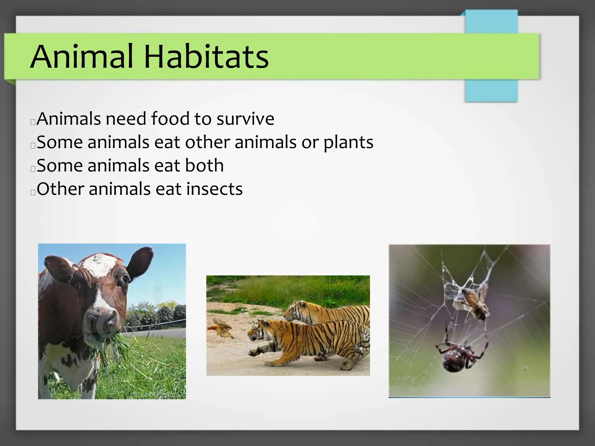 Introduction to Animal Habitats_ identify | PPTX