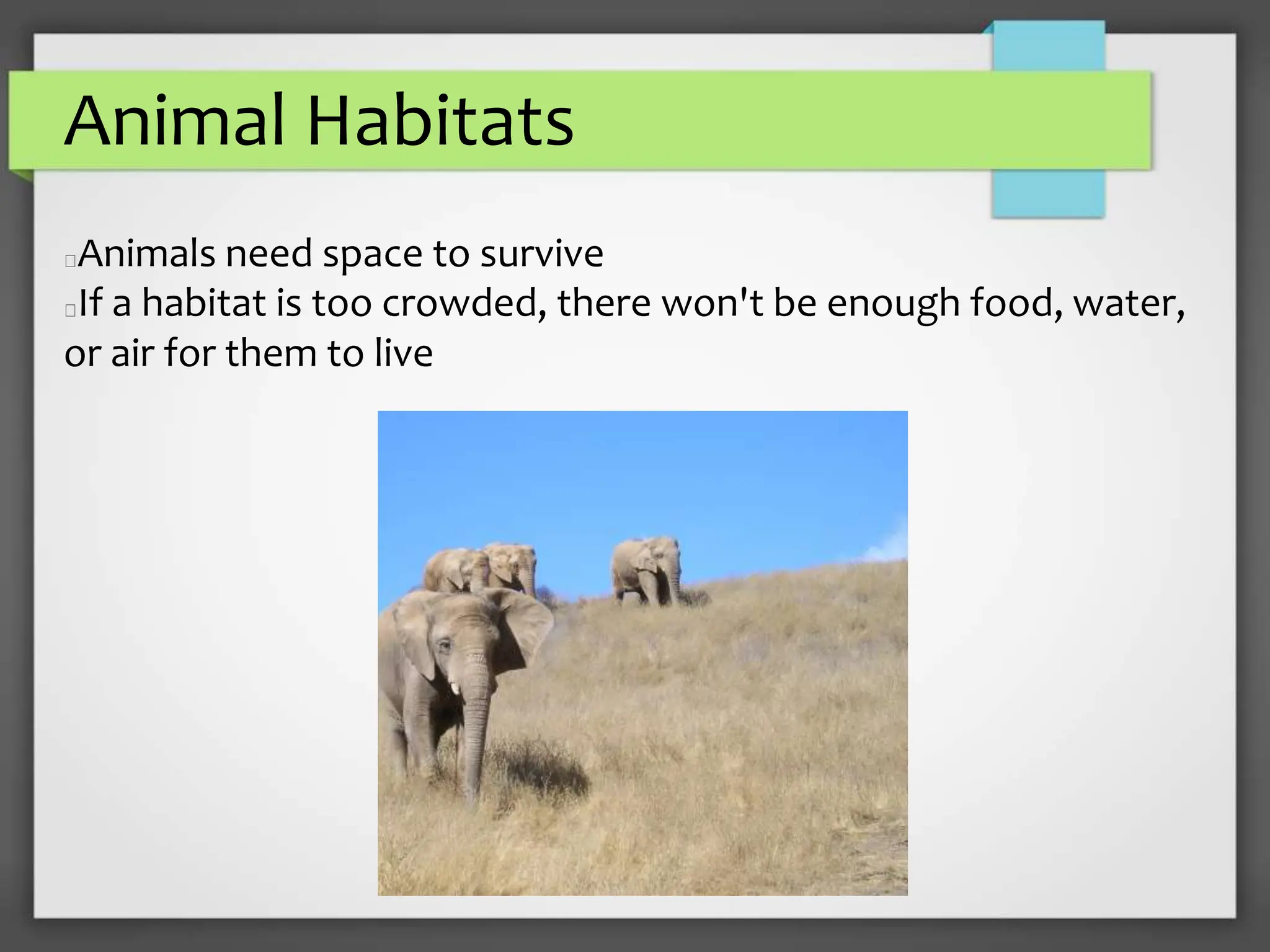 Introduction to Animal Habitats_ identify | PPTX