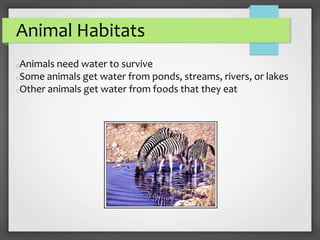 Introduction to Animal Habitats_ identify | PPTX