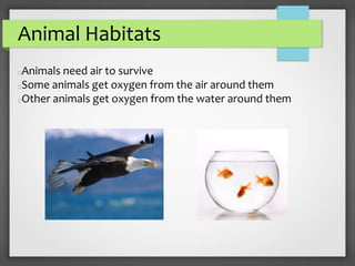 Introduction to Animal Habitats_ identify | PPTX