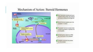 Mechanisms_of_action_of_steroid_hormones.pptx
