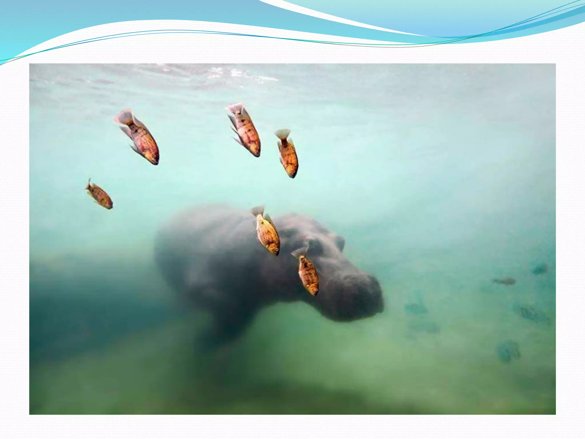 Oceans Power Point Presentation | PPTX