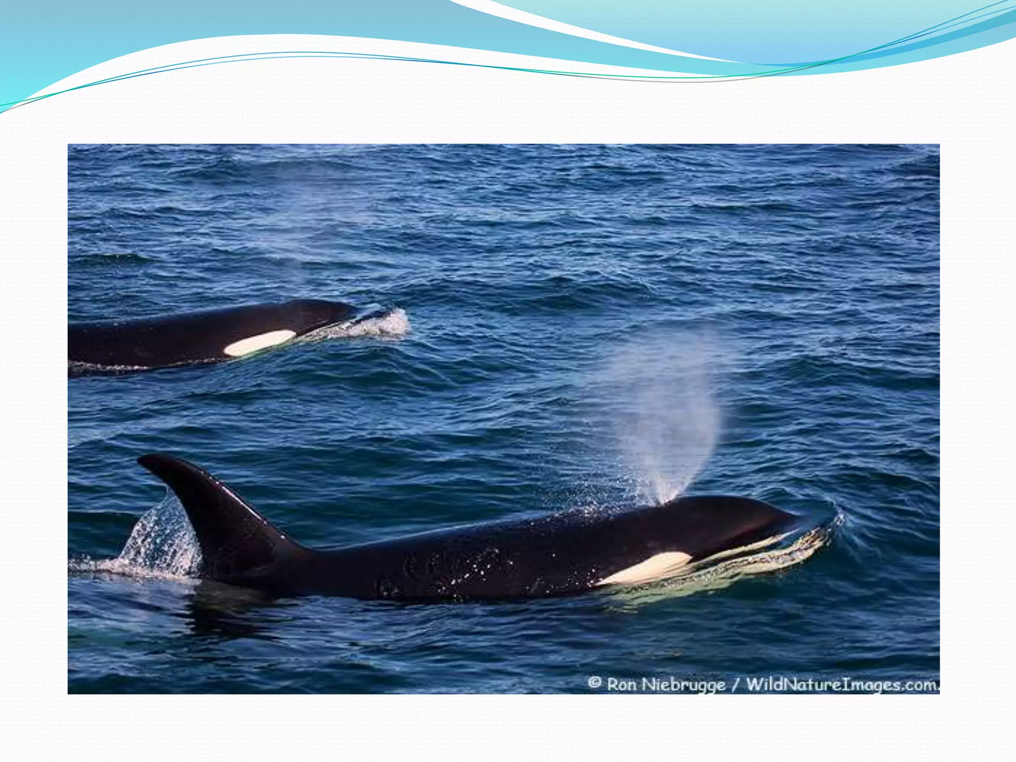 Oceans Power Point Presentation | PPTX