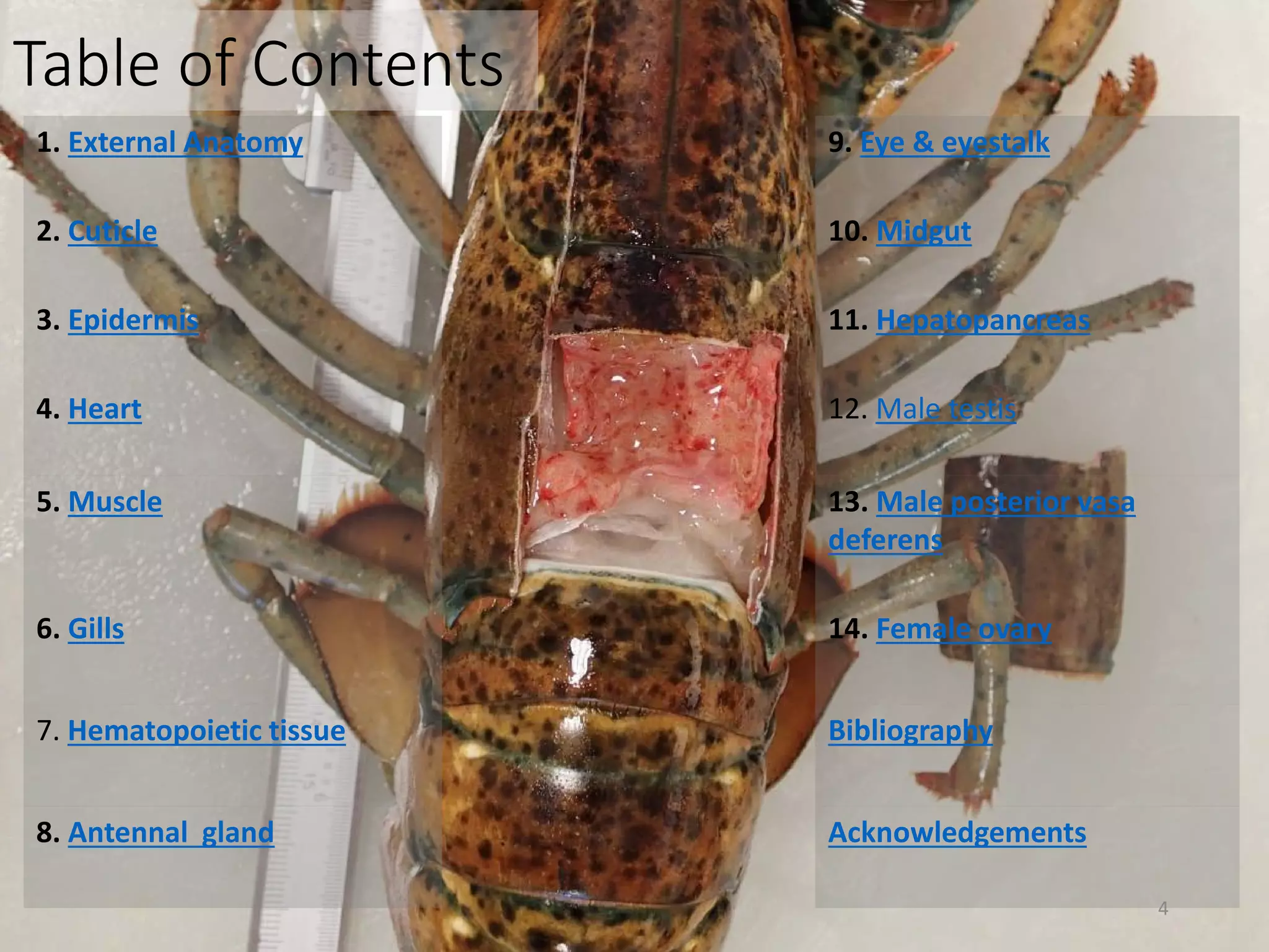 Lobster Atlas | PDF