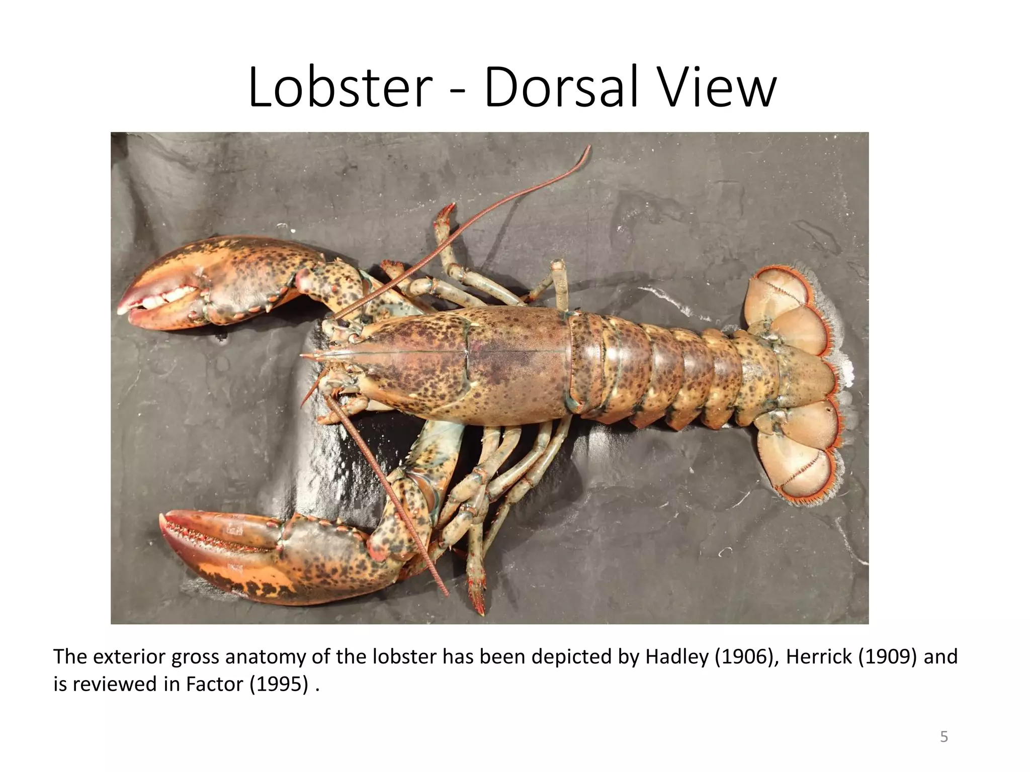 Lobster Atlas | PDF