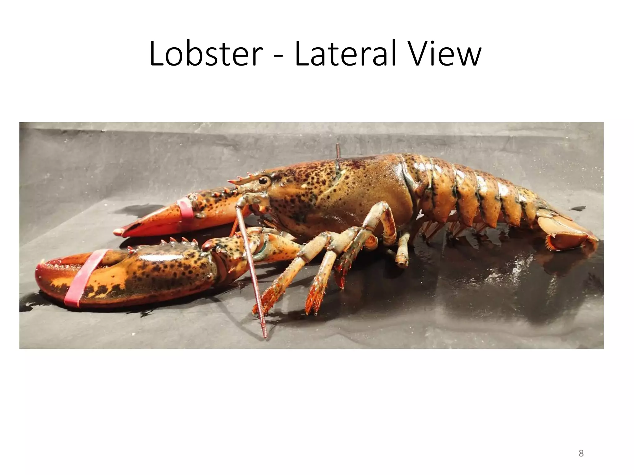 Lobster Atlas | PDF