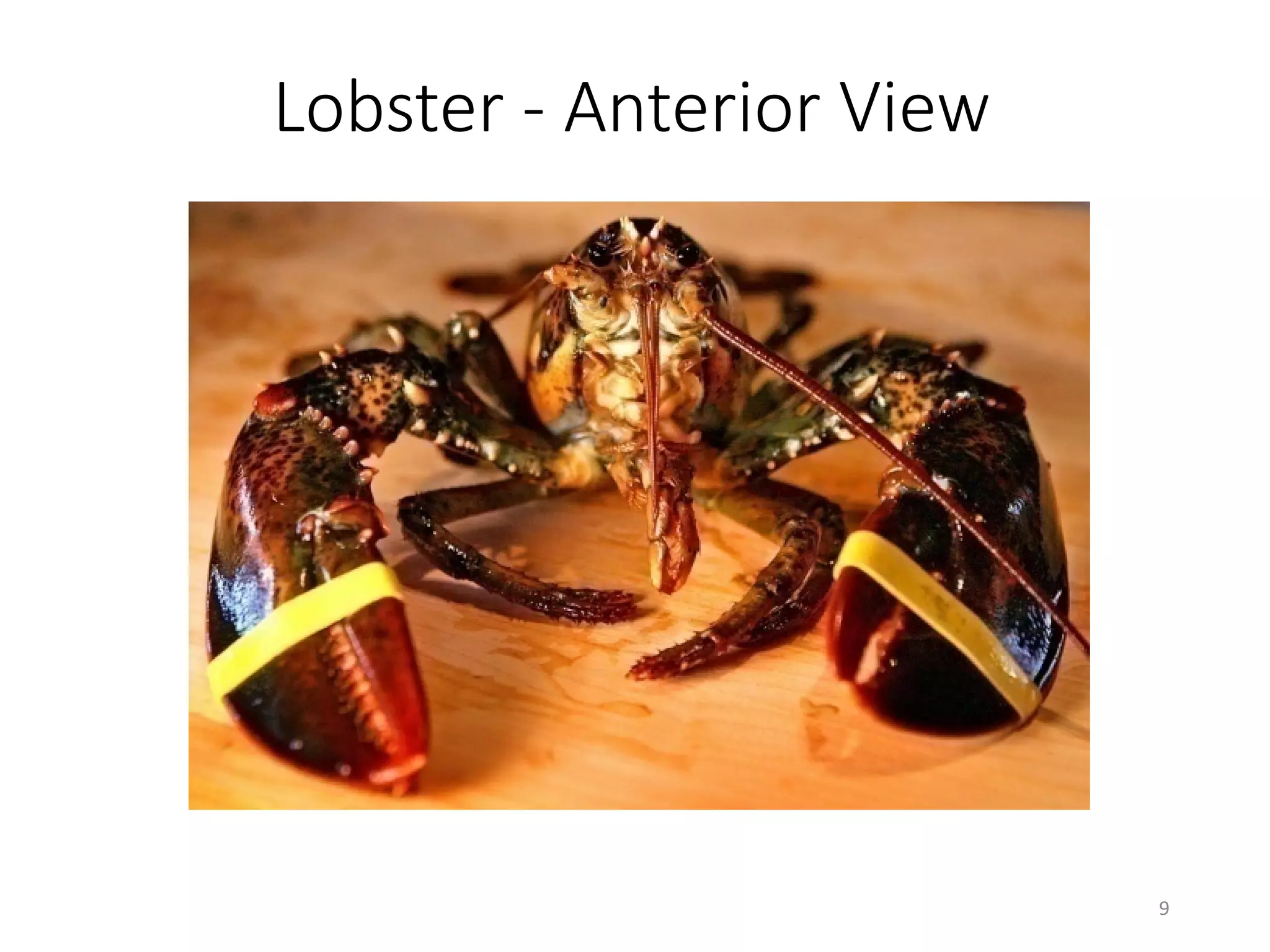 Lobster Atlas | PDF